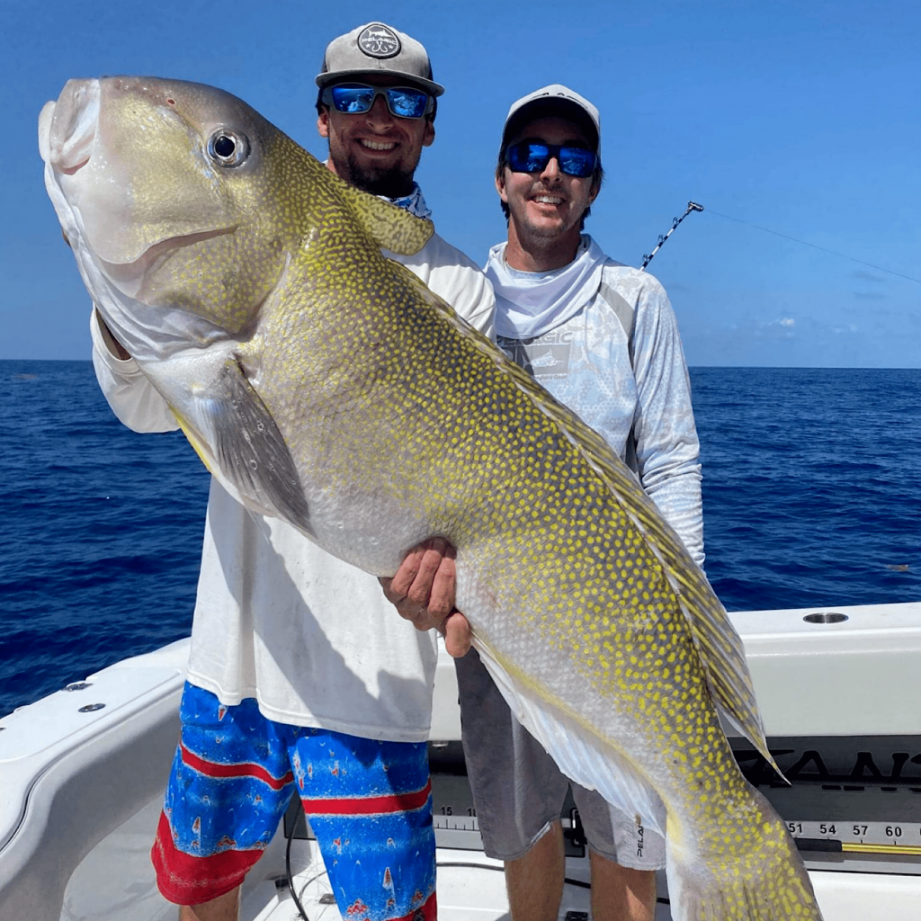 Golden Tilefish in Miami Beach - Therapy-IV