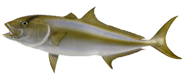 Amberjack - Therapy-IV