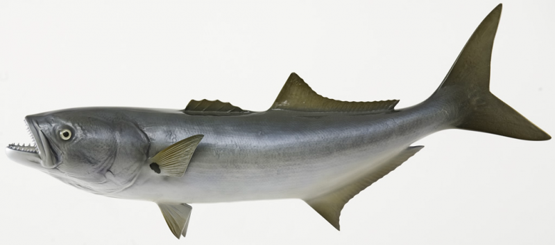 Bluefish - Therapy-IV