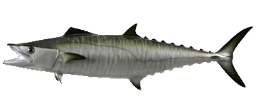 Kingfish - Therapy-IV