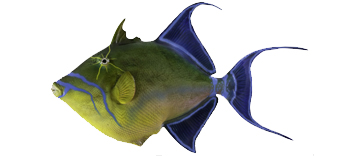 Triggerfish - Therapy-IV